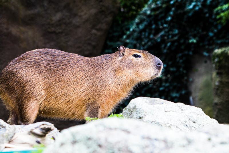 Winter Capybara Stock Photos - Free & Royalty-Free Stock Photos from ...