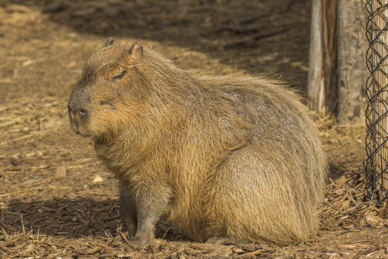 Side View Capybara Photos - Free & Royalty-Free Stock Photos from ...