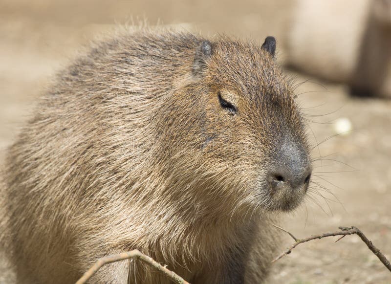 759 Capybara Face Stock Photos - Free & Royalty-Free Stock Photos from ...