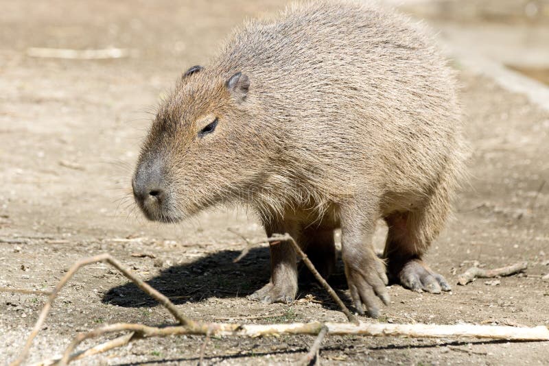 Capybara stock image. Image of wildlife, sunbathe, nature - 52185881