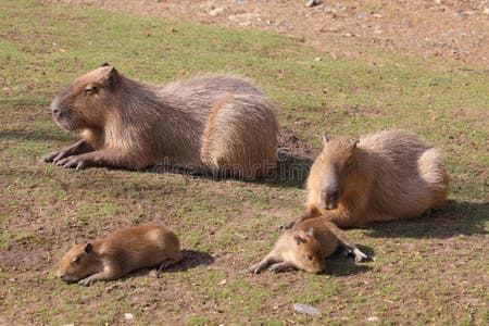Capybara family stock image. Image of prague, capybara - 19101859