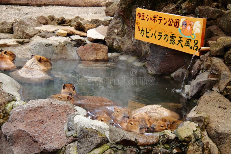 Aqua spa hot tub cover stock image. Image of cover, option - 63326357