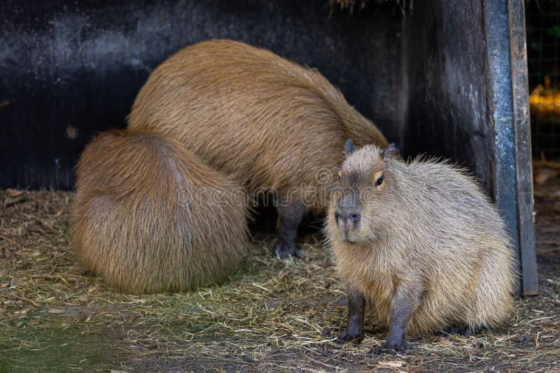 Capybara Family in Their Habitat in Zoo Stock Photo - Image of park ...