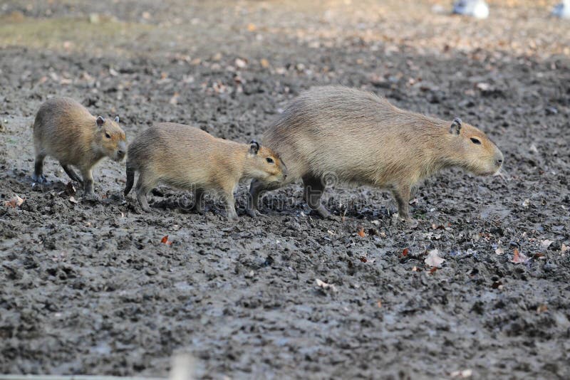 Capybara family stock image. Image of prague, capybara - 19101859
