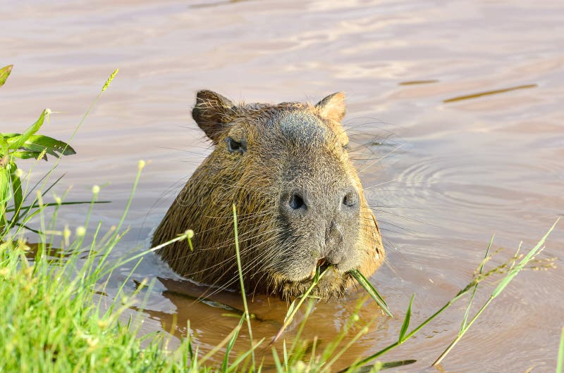 Capybara feeding on grass stock image. Image of mammal - 89519189