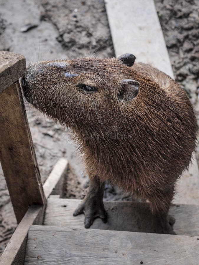 Capybara stock photo. Image of hydrochoerus, amazonas - 25724218