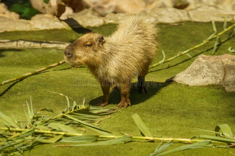 The Capybara in the Forest Eat Green Branches. Wildlife Scene from ...