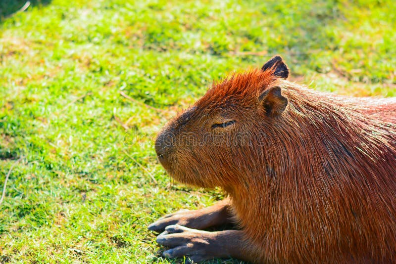 Capybara Giant Rat Capistrano Stock Photos - Free & Royalty-Free Stock ...