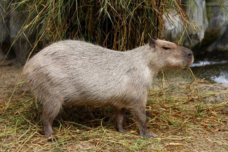 The Capybara Giant Rat is Cute Animal in Garden Stock Image - Image of ...