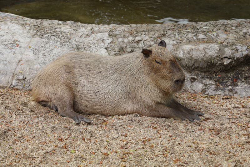 The Capybara Giant Rat is Cute Animal in Garden Stock Image - Image of ...