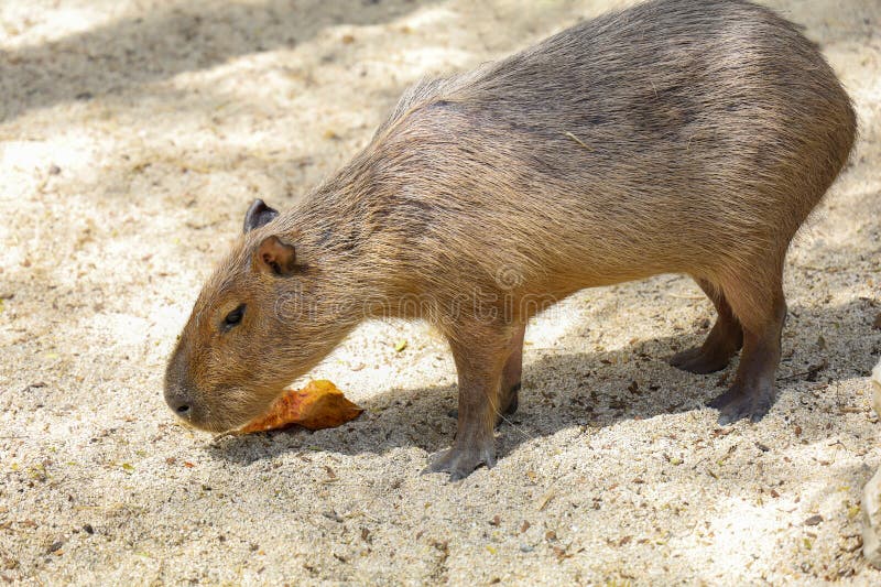 The Capybara Giant Rat is Cute Animal in Garden Stock Photo - Image of ...
