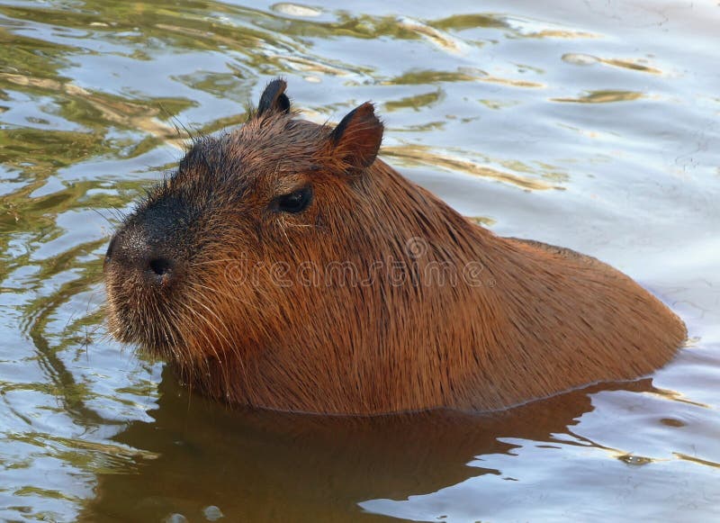 South American Capybara stock photo. Image of hydrochaeris - 120474952