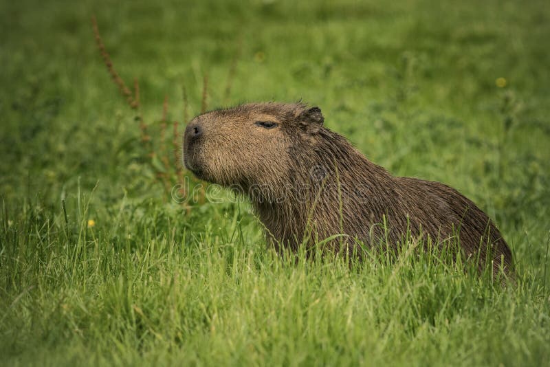 A Capybara in the grass stock image. Image of green - 135830855