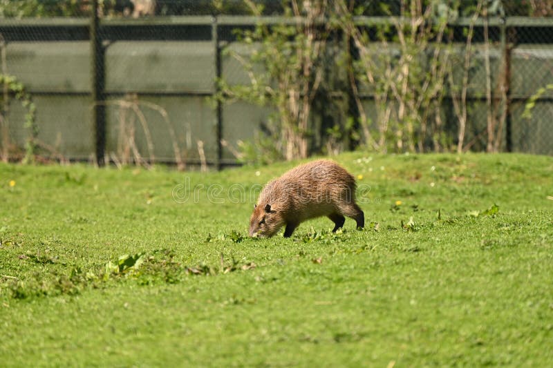 Capybara on a Grassy Field, Looking Down, Grazing Stock Image - Image ...