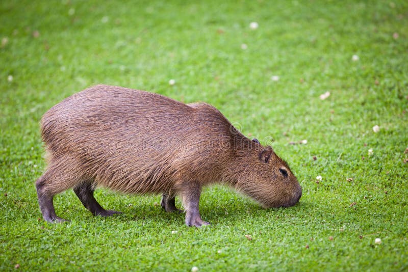 Capibara Grazing in Ibera Marshes Stock Image - Image of pantanal ...