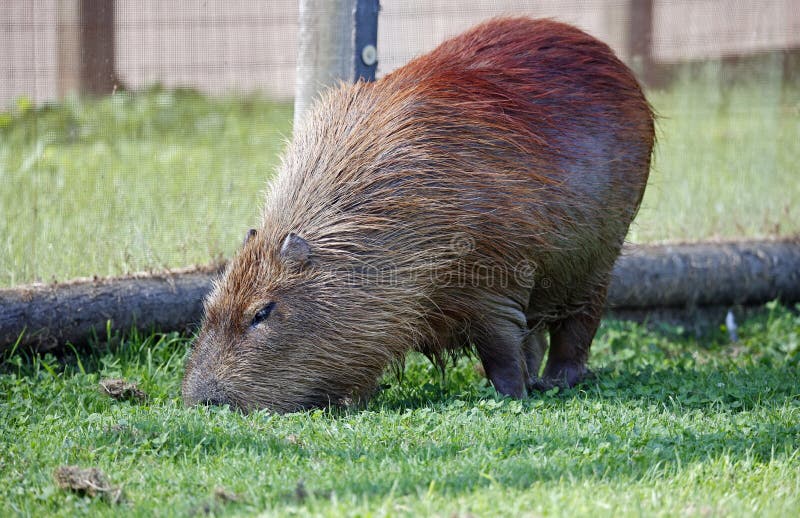 Capybara Grazing at a UK Wildlife Park Stock Image - Image of foraging ...