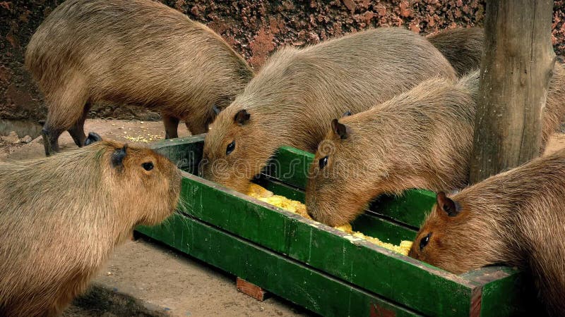 Capybara Group Eating from Tray Stock Video - Video of tray, sweetcorn ...