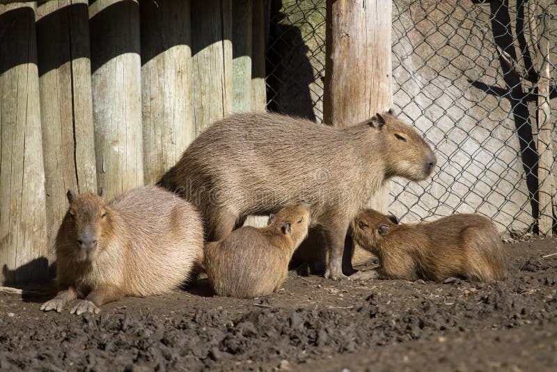 Capybara with cubs stock photo. Image of family, capybara - 11936826