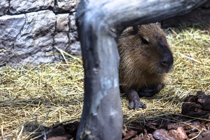 Capybara Hiding Behind a Tree Stock Photo - Image of cute, detail: 51814538