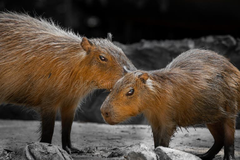 Capybara Monkey Stock Photos - Free & Royalty-Free Stock Photos from ...