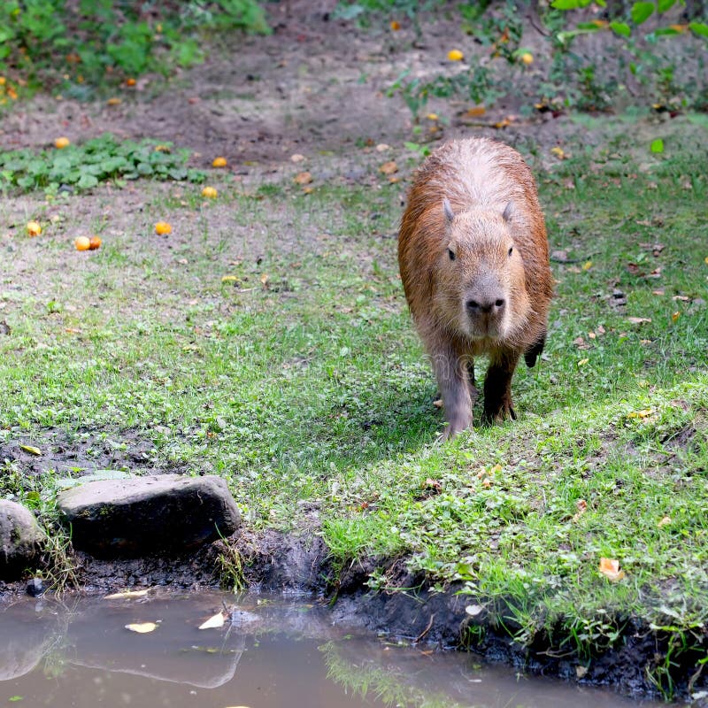 Capybara on a Hot Summer Day Stock Photo - Image of closeup, hairy ...