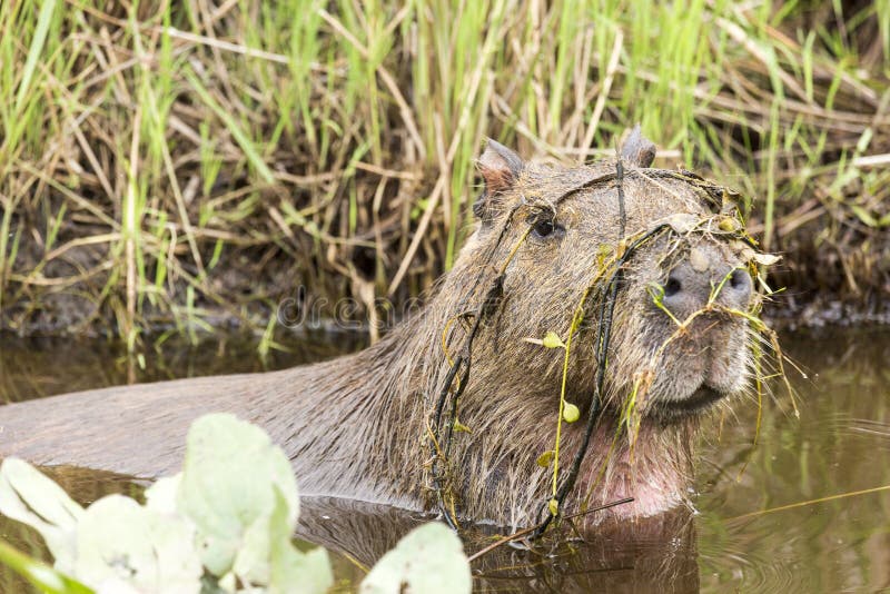 Capybara stock photo. Image of zoology, mammal, aquatic - 25494360