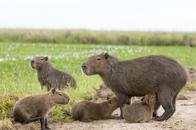 Capybara Hydrochaeris Hydrochaeris Stock Photo - Image of marsh, ibera ...