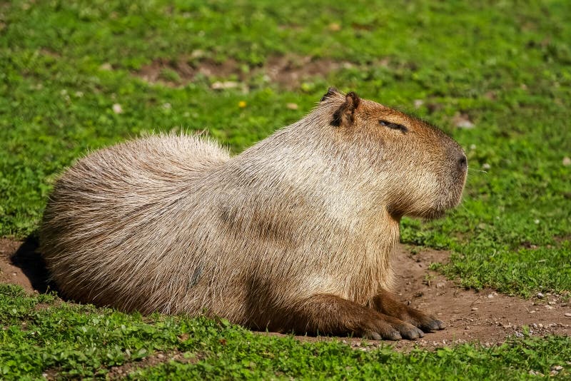 Capybara laying down stock photo. Image of herbivore - 32374540