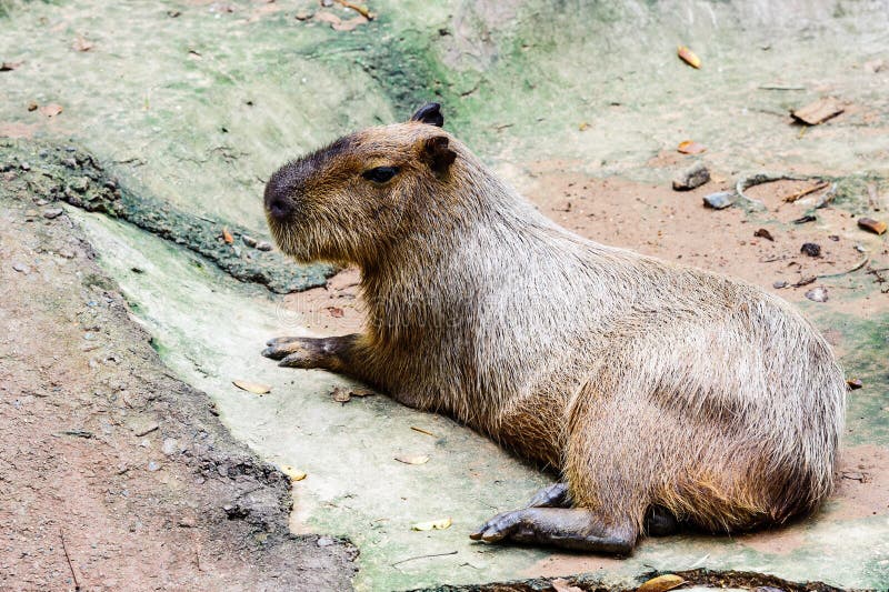 Grey Capybara Standing on a Field of Green Grass Next To the Water ...