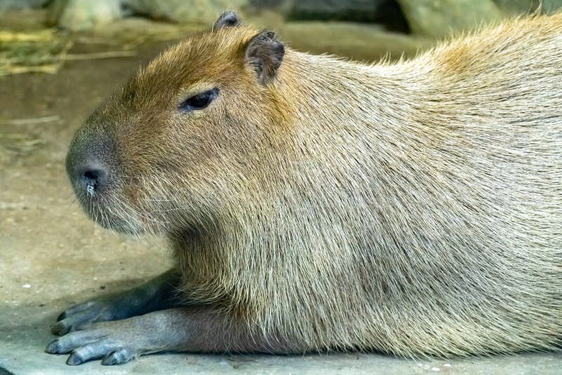 426 Small Capybara Stock Photos - Free & Royalty-Free Stock Photos from ...