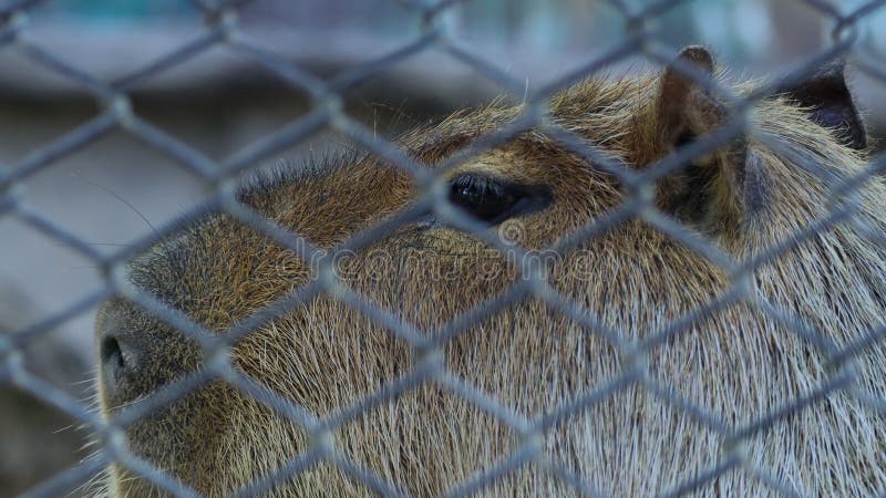 The Capybara (Hydrochoerus Hydrochaeris), Close Up of Capybara in Cage ...