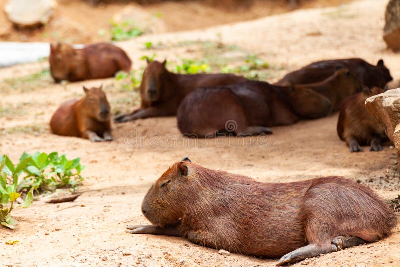 Fat Capybara Stock Photos - Free & Royalty-Free Stock Photos from ...