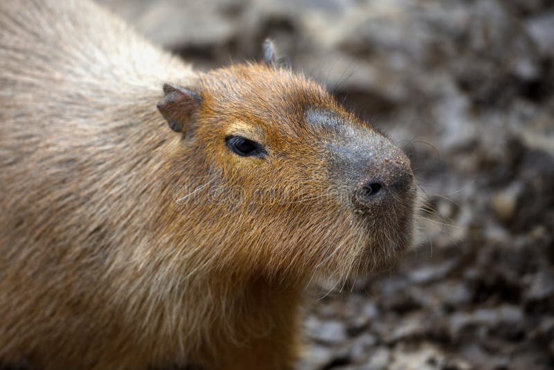 Capybara Face Portrait Hydrochoerus Hydrochaeris Stock Photo - Image of ...