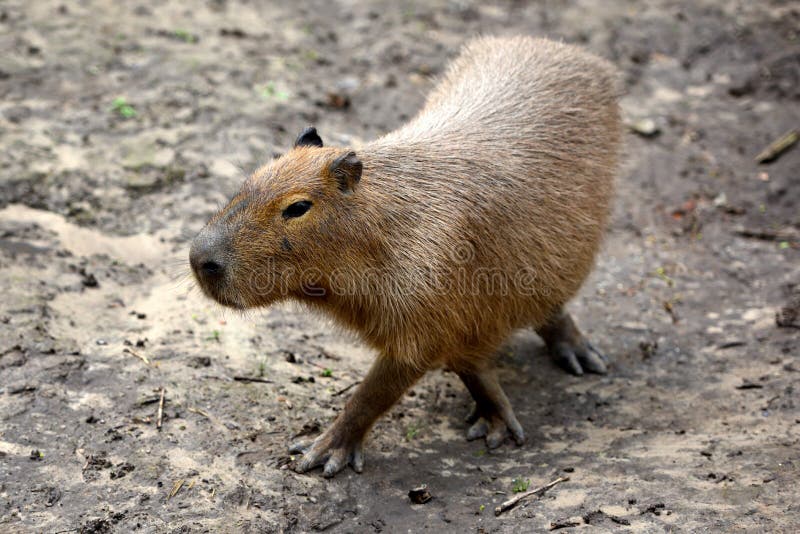 The Capybara Black and White Stock Photo - Image of nature, black ...