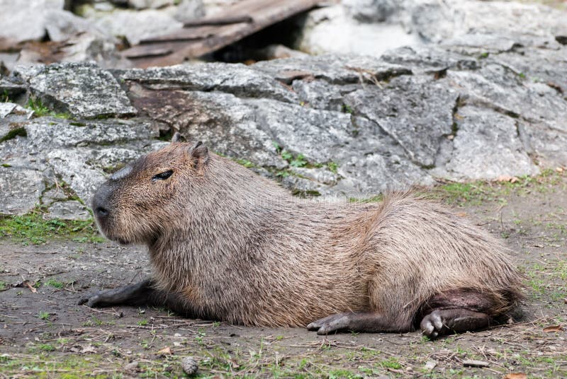 Capybara (Hydrochoerus Hydrochaeris) Stock Photo - Image: 36271740
