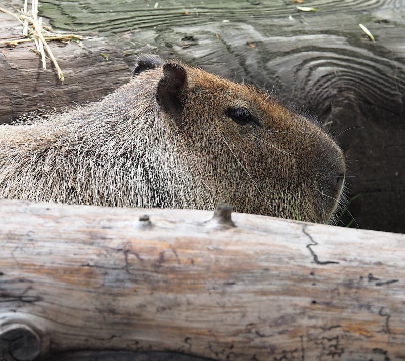 Capybara or Hydrochoerus Hydrochaeris Stock Photo - Image of rodent ...