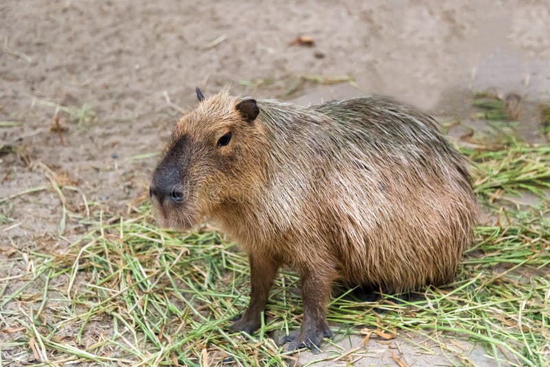 Sitting Capibara stock image. Image of capibara, cute - 21629339