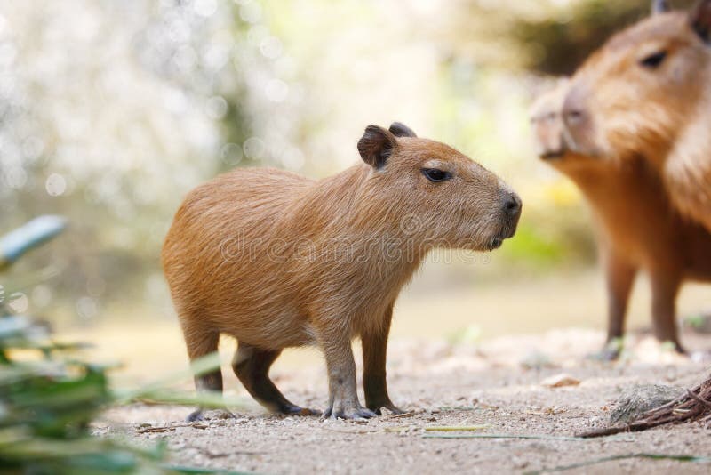 Baby Capybara Wallpaper