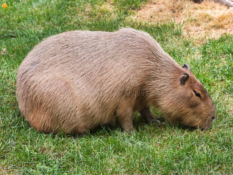 196 Male Capybara Stock Photos - Free & Royalty-Free Stock Photos from ...