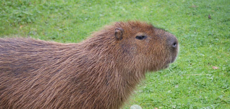 Capybara - Hydrochoerus Hydrochaeris Stock Image - Image of life ...