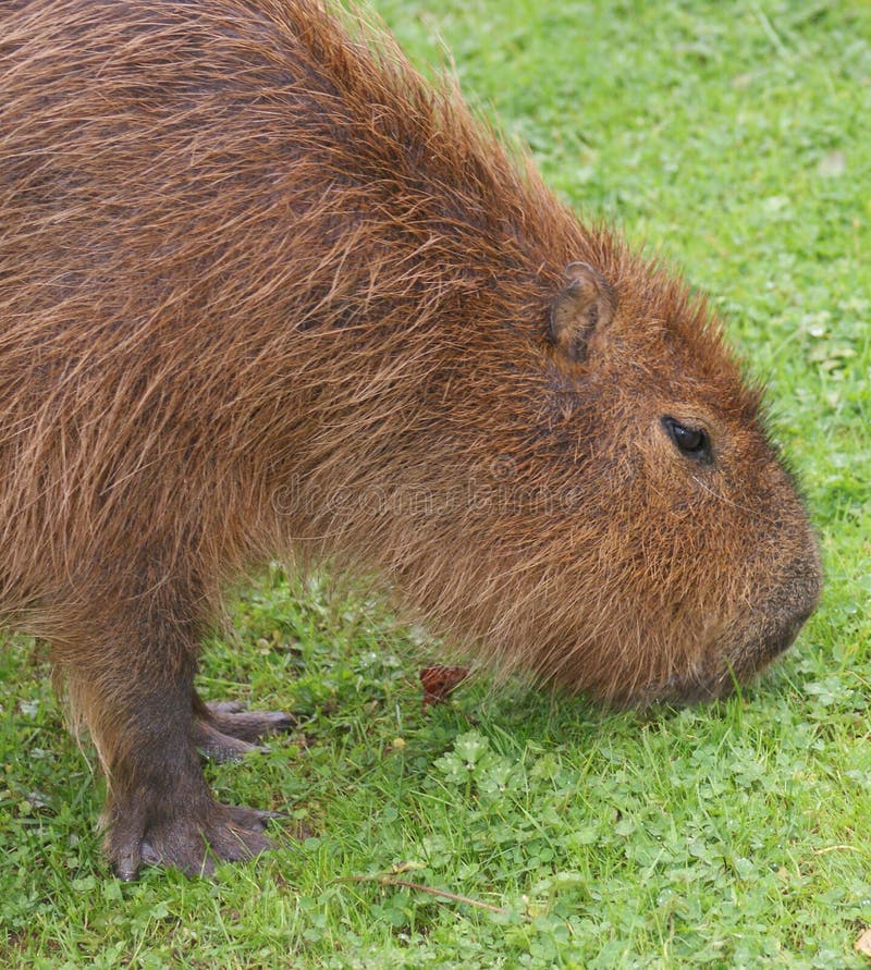 Capybara - Hydrochoerus Hydrochaeris Stock Image - Image of wild, grass ...