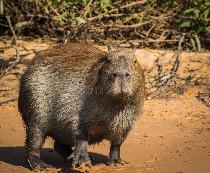 Capybara I Naturlivsmiljön Av Den Nordliga Pantanalen Fotografering för ...