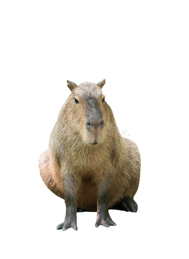 Capybara Isolada Sobre Fundo Branco. Foto de Stock - Imagem de selvagem ...