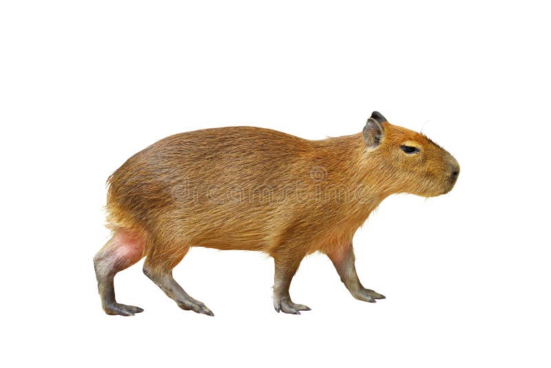 Capybara Isolated on White Background. Stock Photo - Image of fluffy ...
