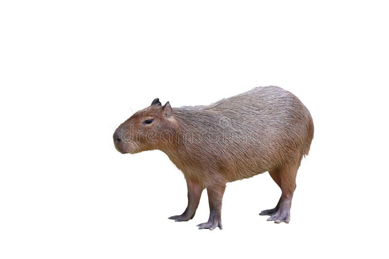 Capybara Isolated on White Background. Stock Photo - Image of fluffy ...