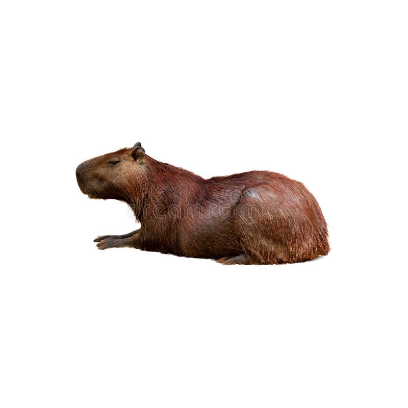 Capybara Hair Cut Stock Photos - Free & Royalty-Free Stock Photos from ...