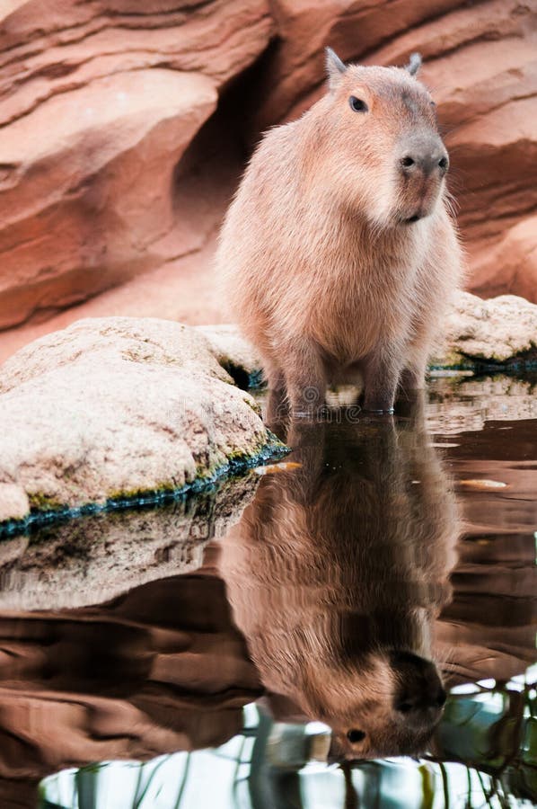 Capybara, Kapibara, ChigÃ¼ire Stock Image - Image of kobe, mammal: 96526265