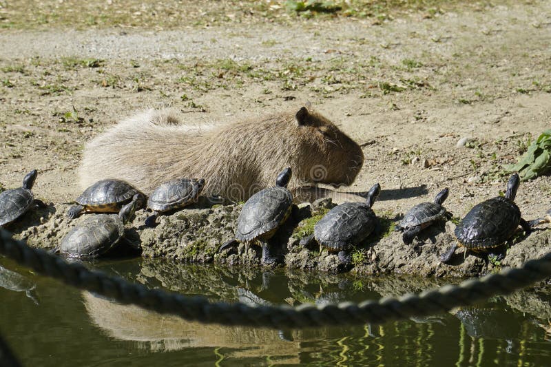 Capybara stock image. Image of lizard, reptile, squirrel - 290123651