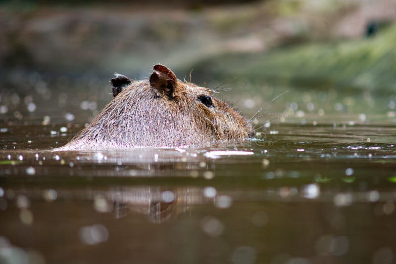 107 Amazon Rainforest Capybara Stock Photos - Free & Royalty-Free Stock ...