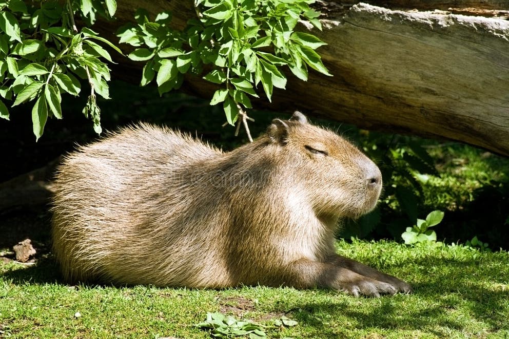 Capybara - the Largest Living Rodent in the World Stock Image - Image ...